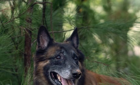 The Walking Dead Photos - Page 3 - TV Fanatic